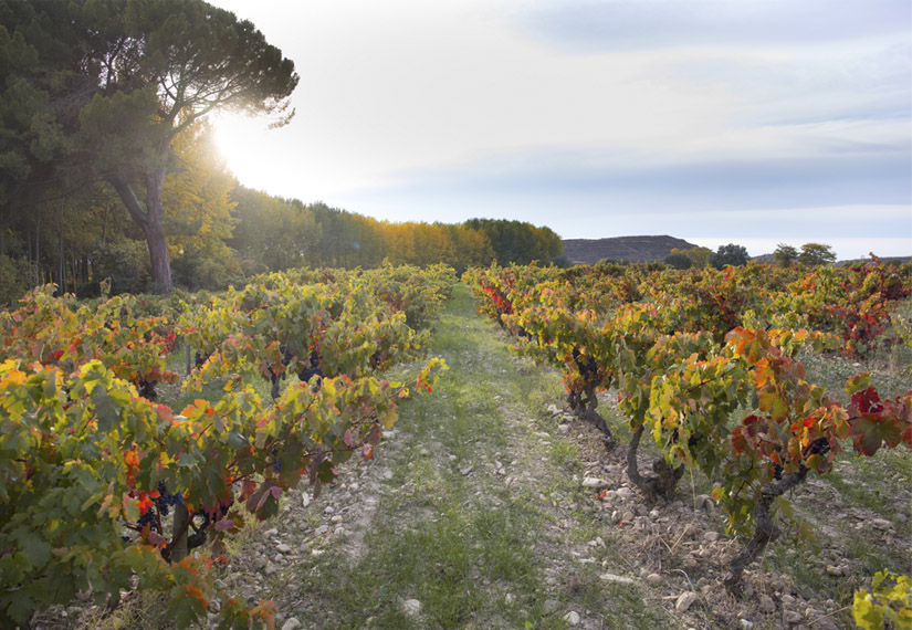 El Cerrado - Castillo de Cuzcurrita